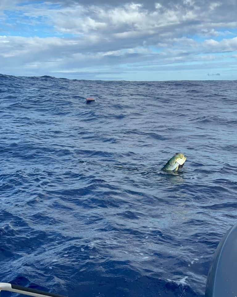 Spearfishing | Reelaxing Fishing Charters Rarotonga
